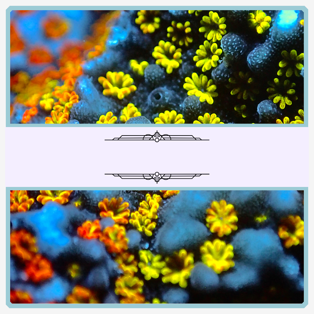 Farm Coral Frags – Dan's Reef World