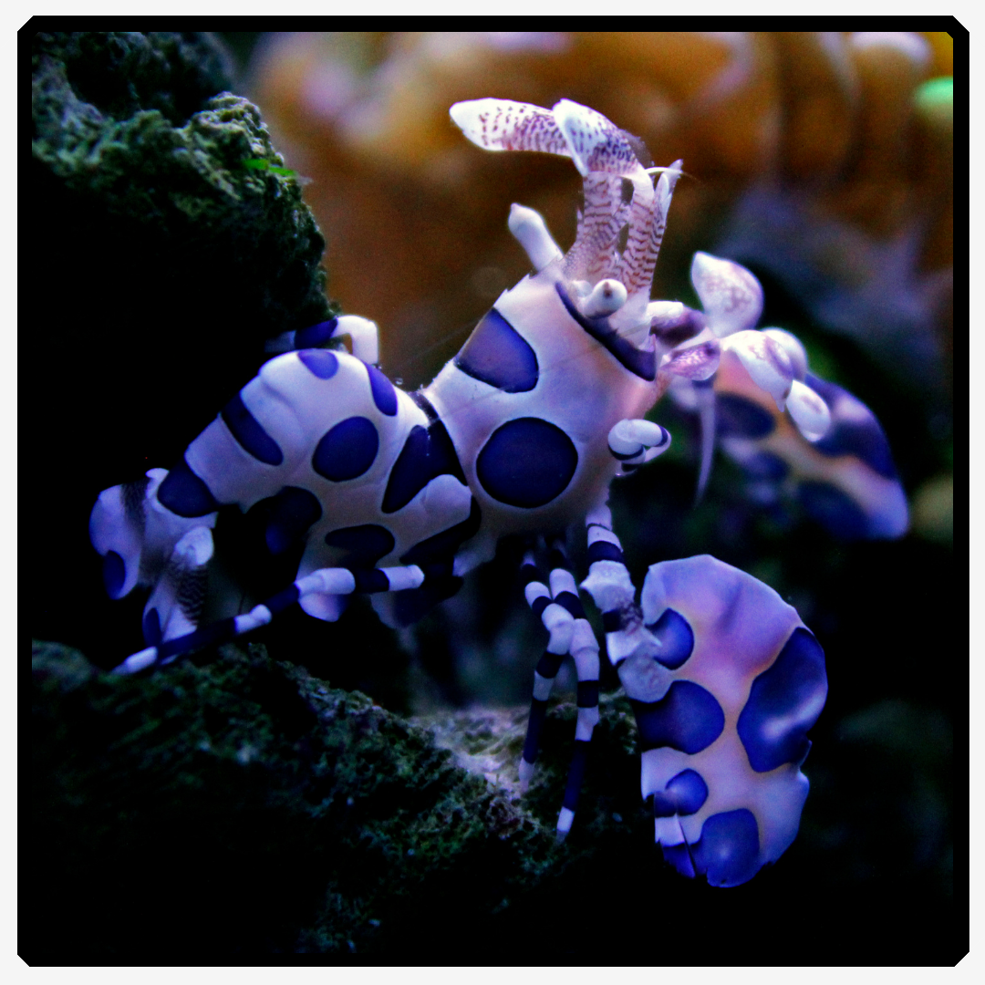 Harley Quinn Shrimp – Dan's Reef World